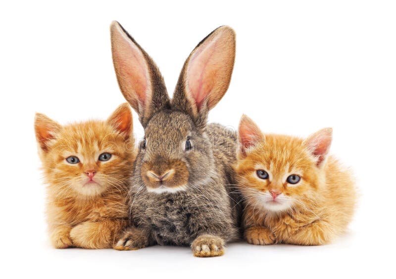 Cute Kittens And Bunnies