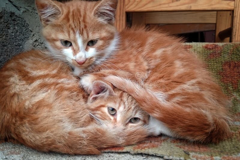 Red kittens stock image. Image of young, sisters, brother - 83564255