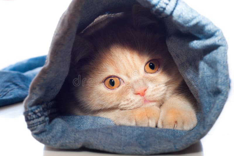 Red kitty stock image. Image of background, lovely, orange - 29637915