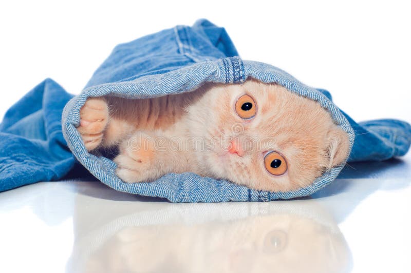 Red kitty stock image. Image of ridiculous, blue, kitten - 29637951