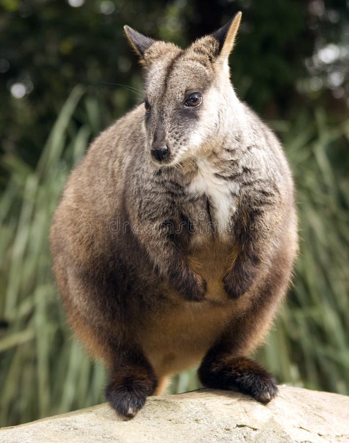 Red knecked Wallaby stock image. Image of indigenous - 10979829