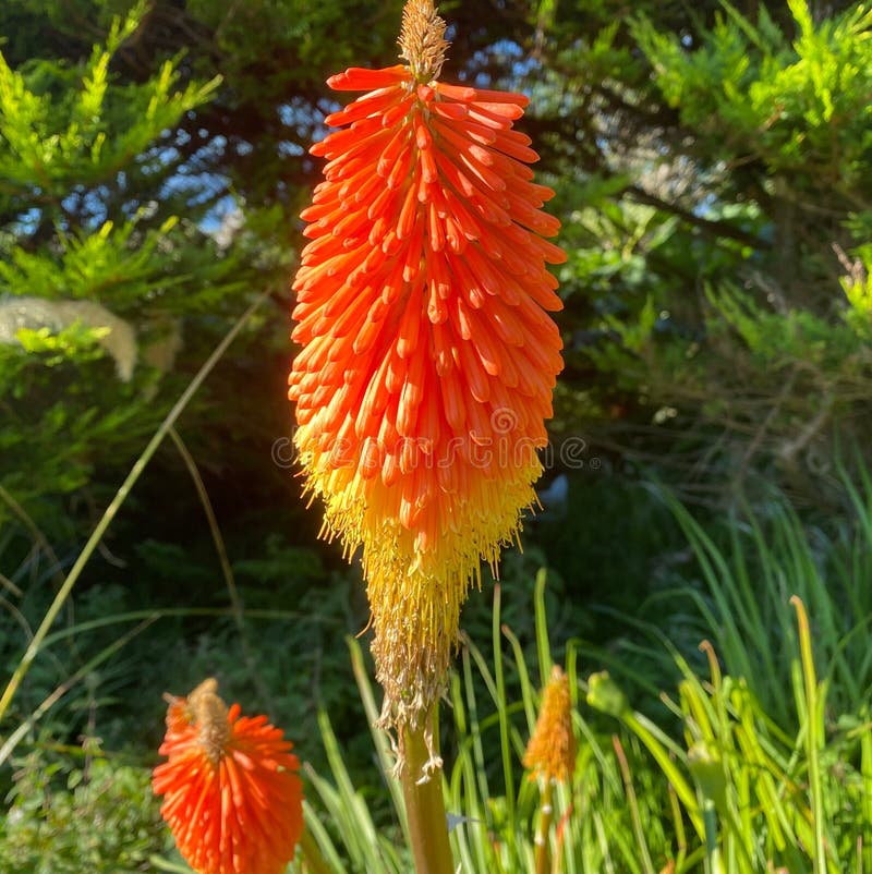 Red Kniphofia Ritualis Flower Stock Photo - Image of garden, shrub ...