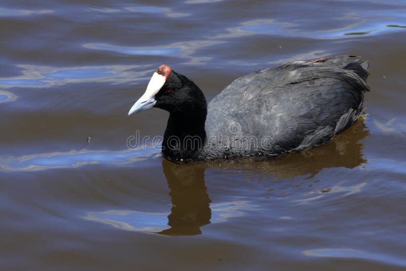 Red-knobbed coot stock image. Image of dark, wilderness - 4744773