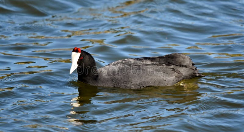 Red knobbed coot stock image. Image of breeder, south - 73075523