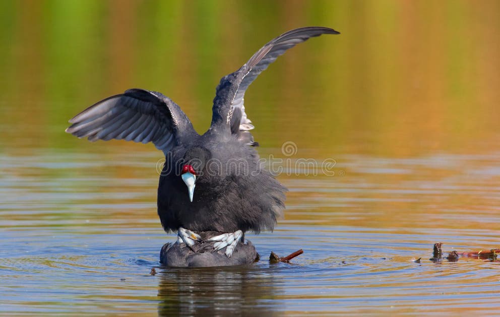 Red-knobbed Coot or Crested Coot Stock Photo - Image of beak, bird ...