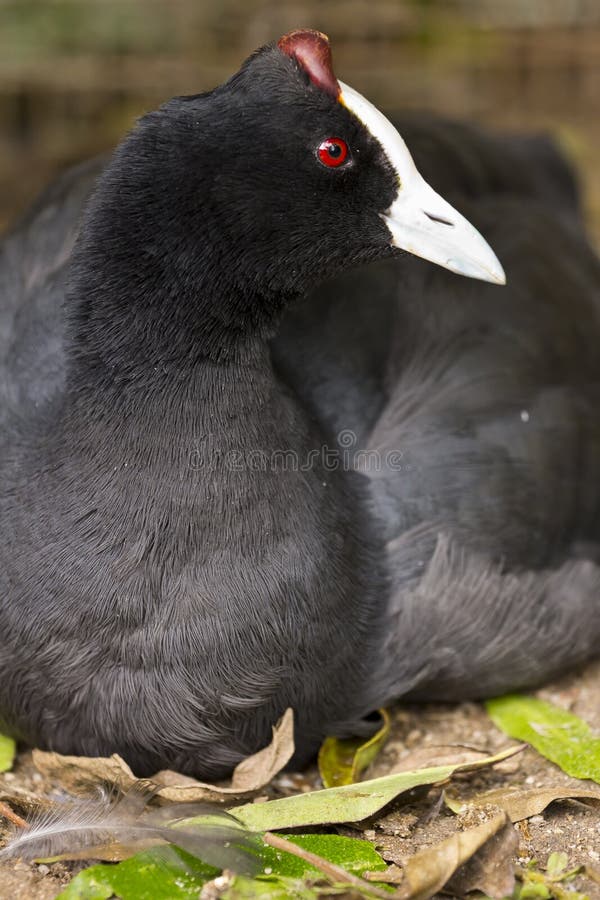 Red knobbed Coot stock photo. Image of plumage, fulica - 39554476