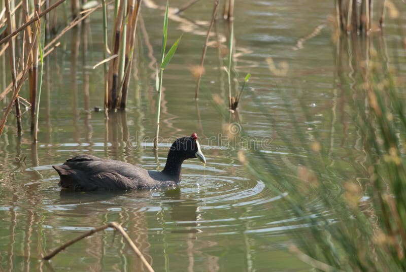 Red-knobbed Coot stock photo. Image of crested, crake - 52438958