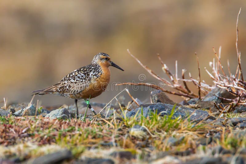 Red Knot stock image. Image of feeding, shore, nome, animal - 41970653