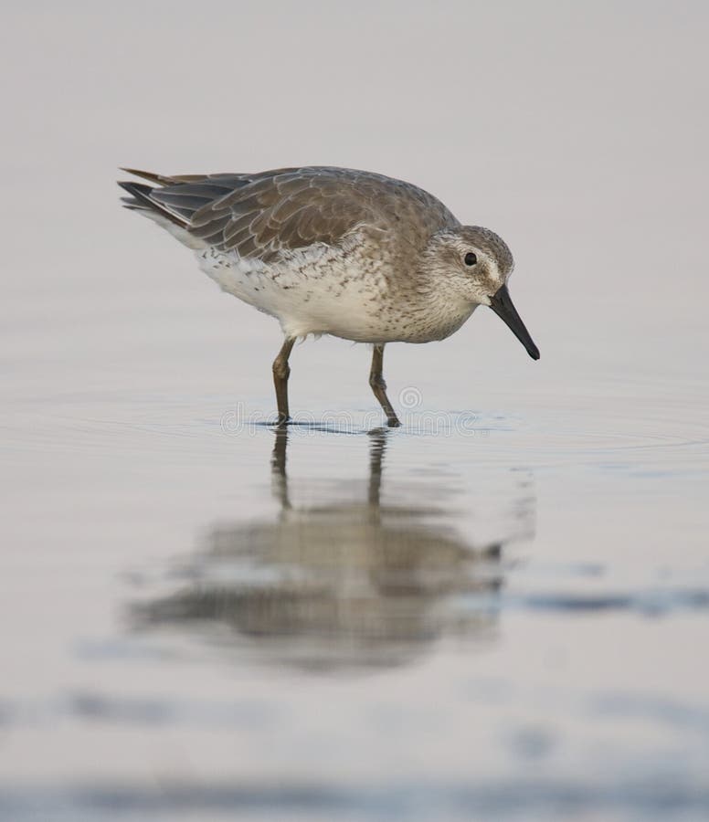 Red Knot, Calidris canutus stock image. Image of bushes - 141270589
