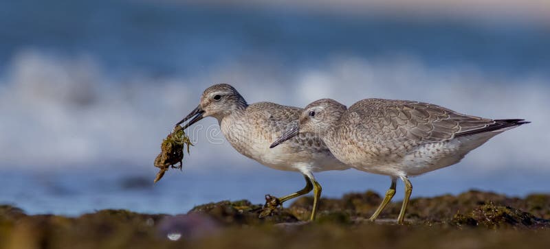 Knot, Calidris canutus stock photo. Image of calidris - 82364268