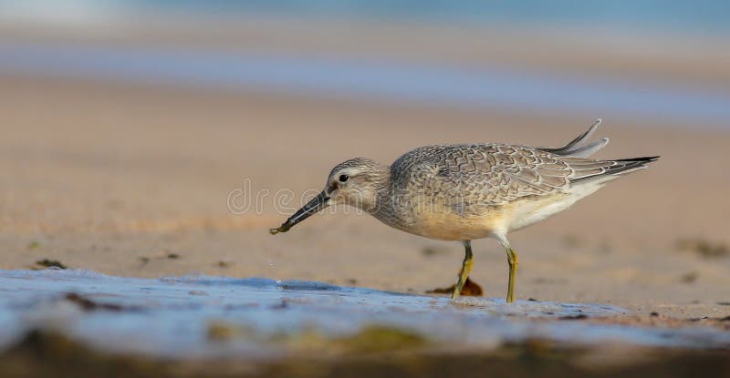 Red Knot, Calidris canutus stock image. Image of endangered - 82369135