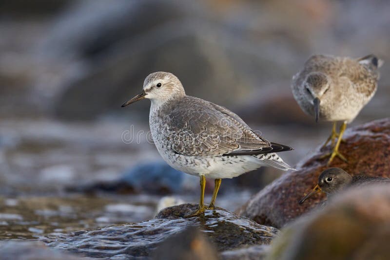 Red knot Calidris canutus stock photo. Image of wildlife - 237287442