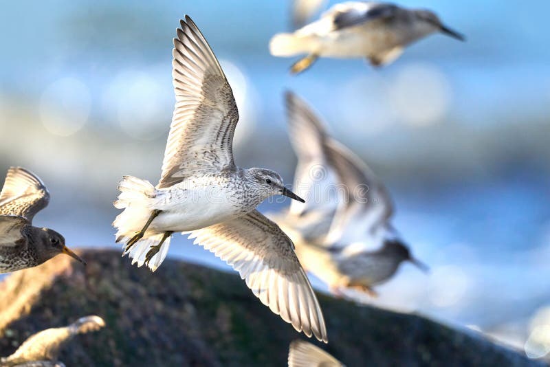 Red knot Calidris canutus stock image. Image of wilderness - 238193539