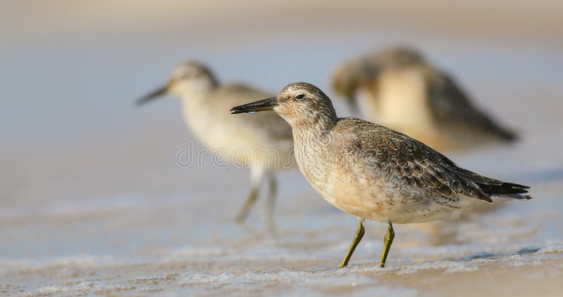 Red Knot - Calidris Canutus - at the Seashore Stock Photo - Image of ...