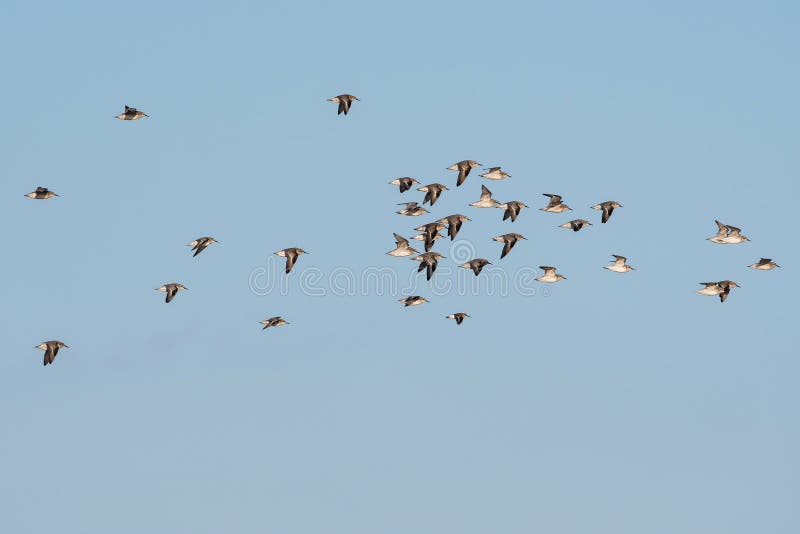 Red Knot and Dunlin birds stock image. Image of natural - 166909543