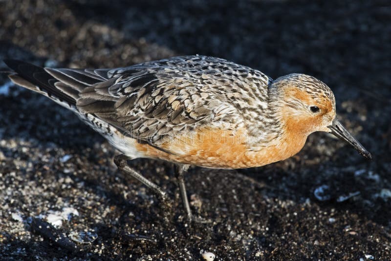 Red Knot stock image. Image of marsh, sandpiper, shore - 92782091