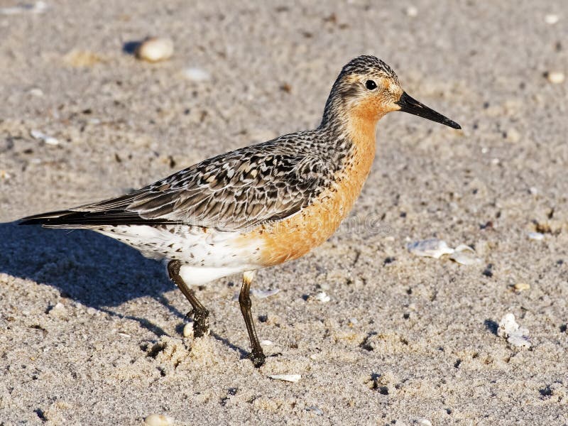 Red Knot stock photo. Image of water, rare, shore, sand - 92782096