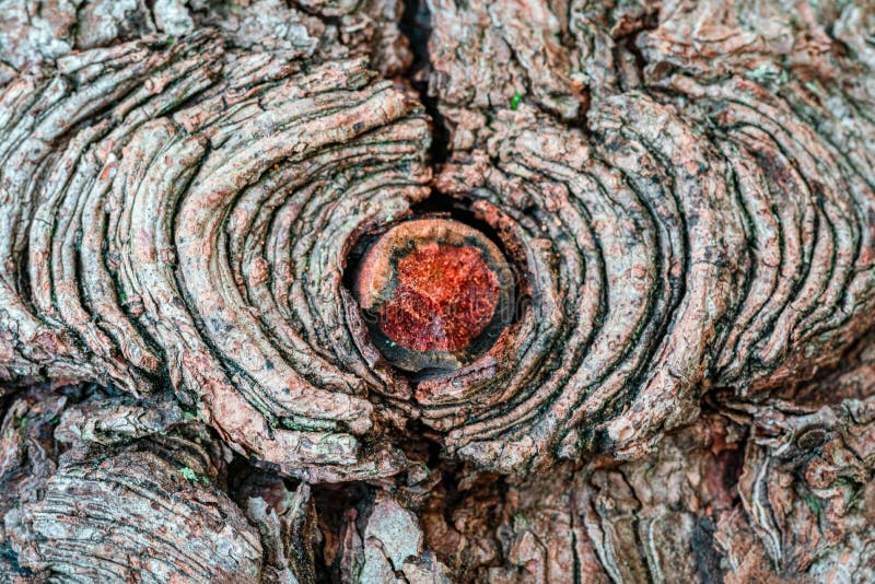 619 Knothole Tree Stock Photos - Free & Royalty-Free Stock Photos from ...