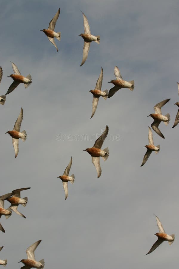 Red knots in flight stock photo. Image of cloud, animals - 1263354