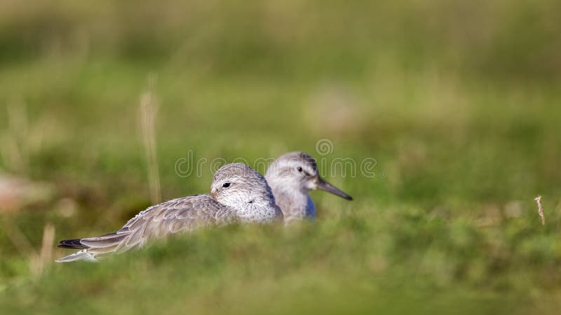 Red Knots stock image. Image of plumage, nature, green - 65047751