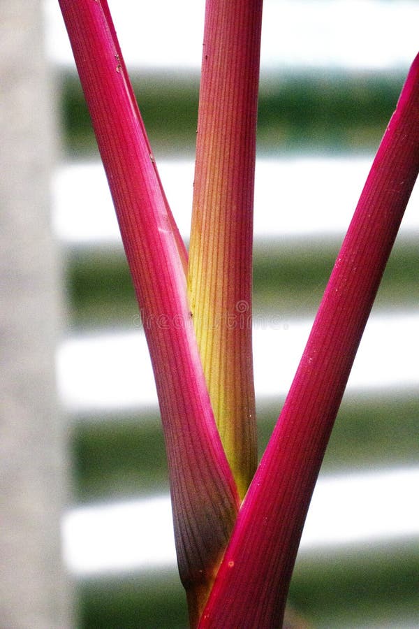 Red knur of tree stock photo. Image of blossom, background - 278088232