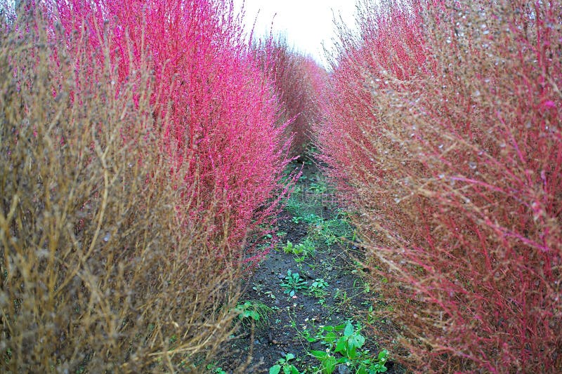 Red kochia plant stock photo. Image of branch, flower - 344463448