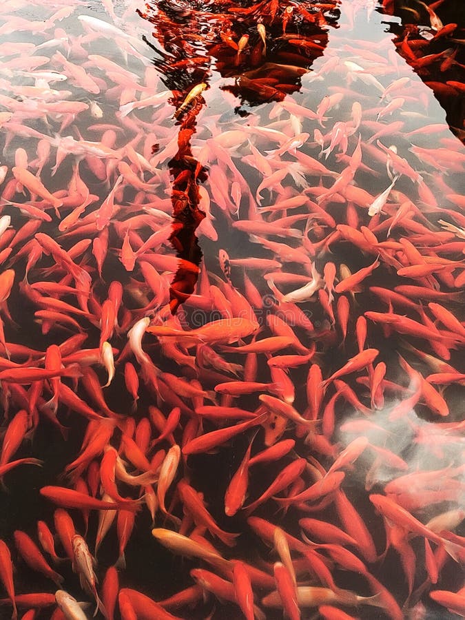 Red koi fish stock photo. Image of fire, fish, beauty - 226735748