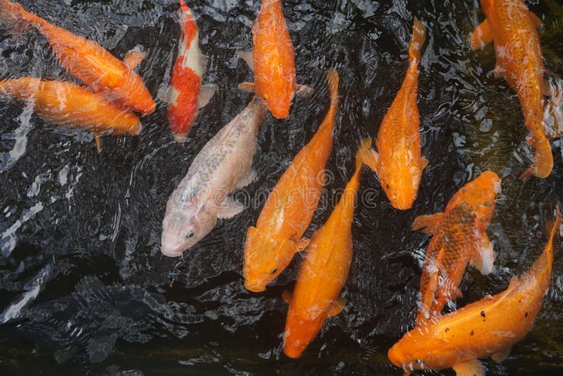 Red Koi Fish at the Fish Pond Stock Image - Image of plant, animal ...