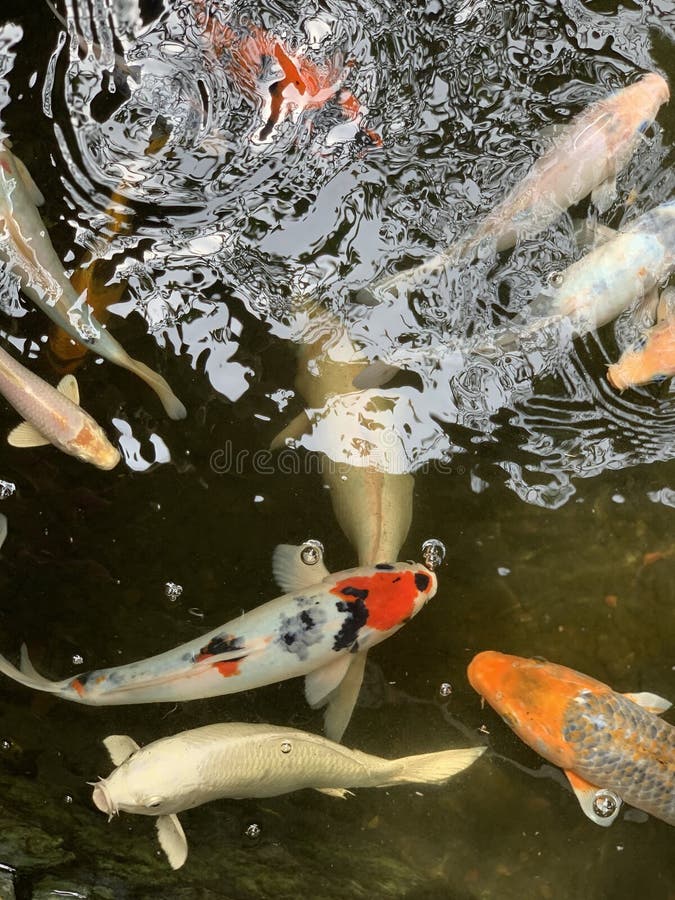 Koi fish farm stock photo. Image of fish, farm - 266634192