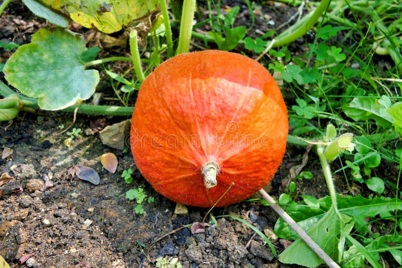 Uchi Kuri Stock Photos - Free & Royalty-Free Stock Photos from Dreamstime