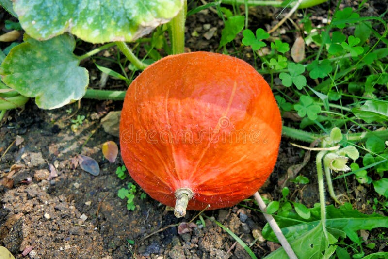 Red Kuri Squash stock image. Image of farm, garden, plant - 233985769