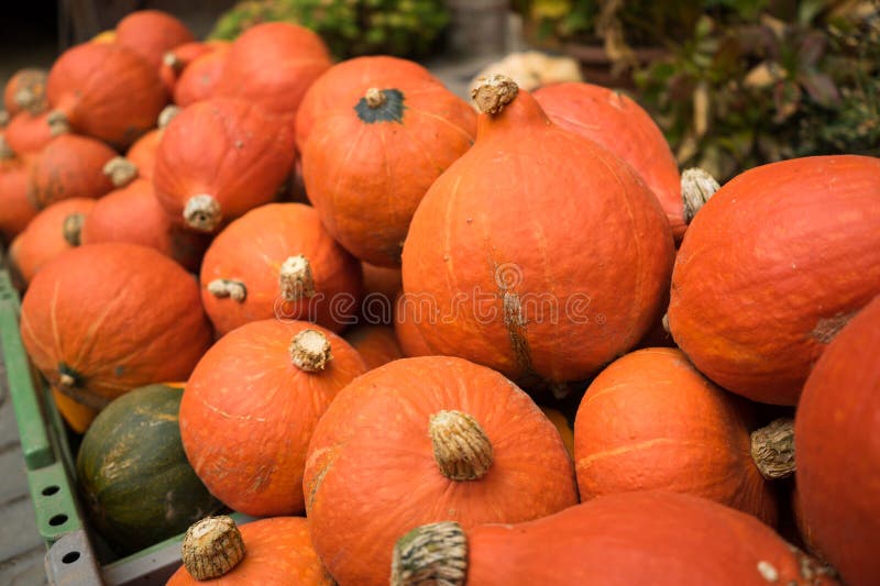 Red Kuri Squash in Crate stock photo. Image of food, market - 61143924
