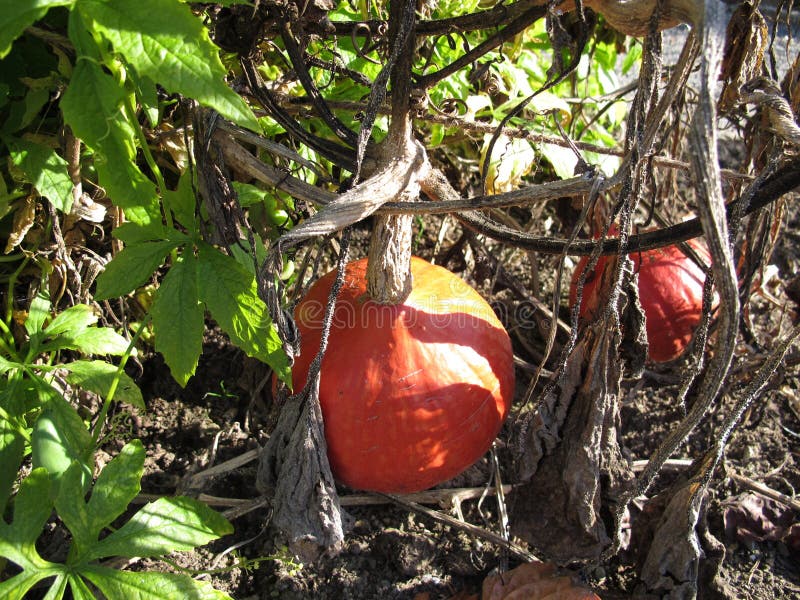 Red kuri squash in garden stock photo. Image of vegetables - 304790122