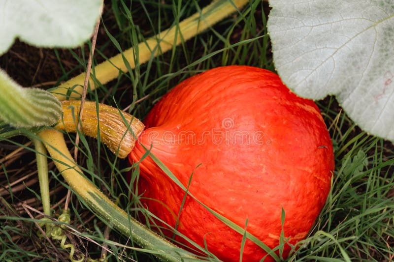 Red Kuri Squash or Onion Squash in an Ecological Garden, Cucurbita ...