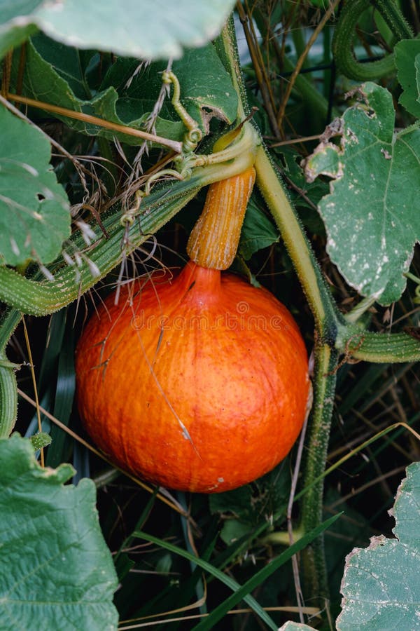 Red Kuri Squash or Onion Squash in an Ecological Garden, Cucurbita ...