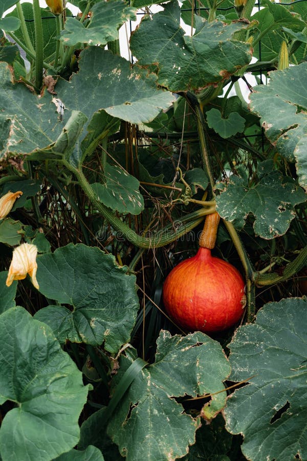 Red Kuri Squash or Onion Squash in an Ecological Garden, Cucurbita ...