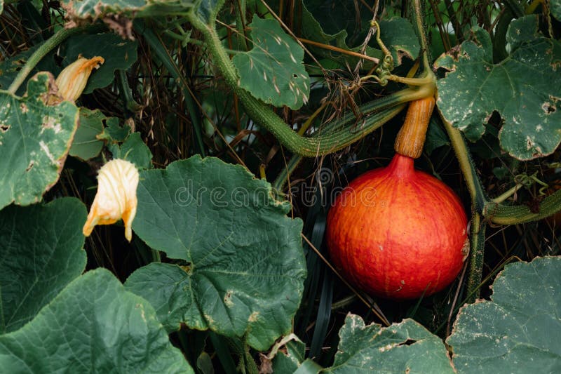 Red Kuri Squash or Onion Squash in an Ecological Garden, Cucurbita ...