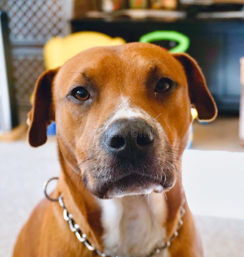 Red Lab Mix Dog Mugging for the Camera Stock Image - Image of coffe ...