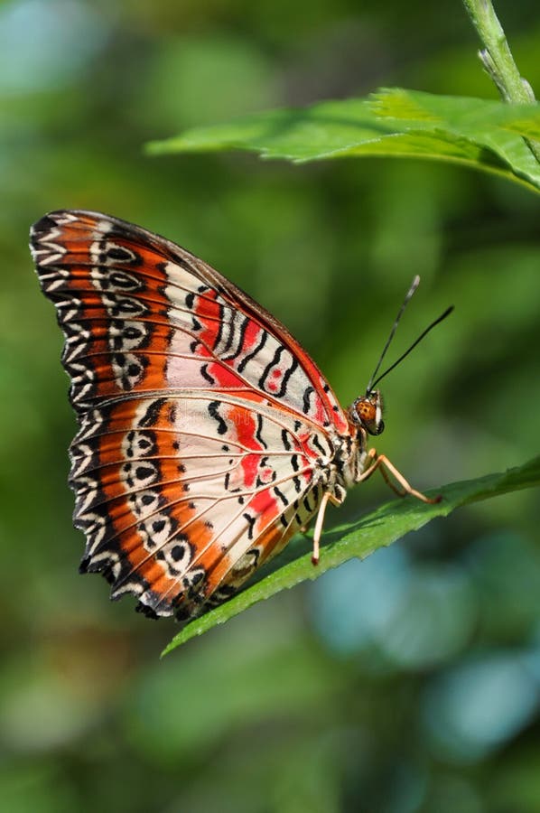 The Red Lacewing Butterfly stock image. Image of flora - 21324885