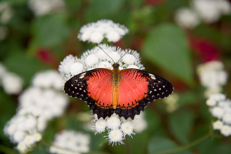 Red Lacewing Butterfly stock image. Image of cethosia, biblis - 558729