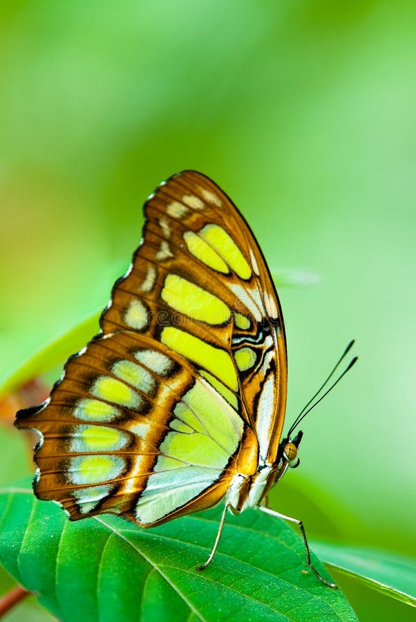 Red lacewing butterfly stock image. Image of single, plant - 9208243