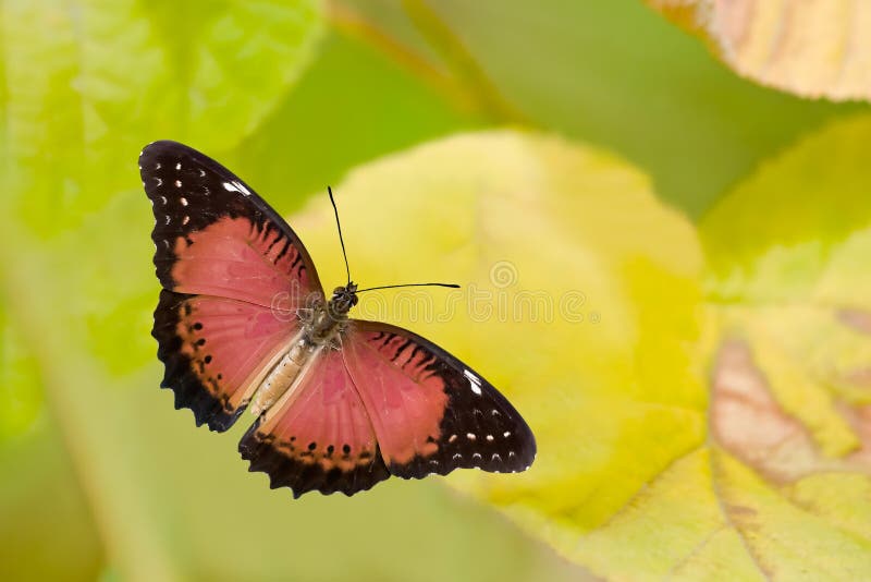 Red lacewing butterfly stock image. Image of single, plant - 9208243