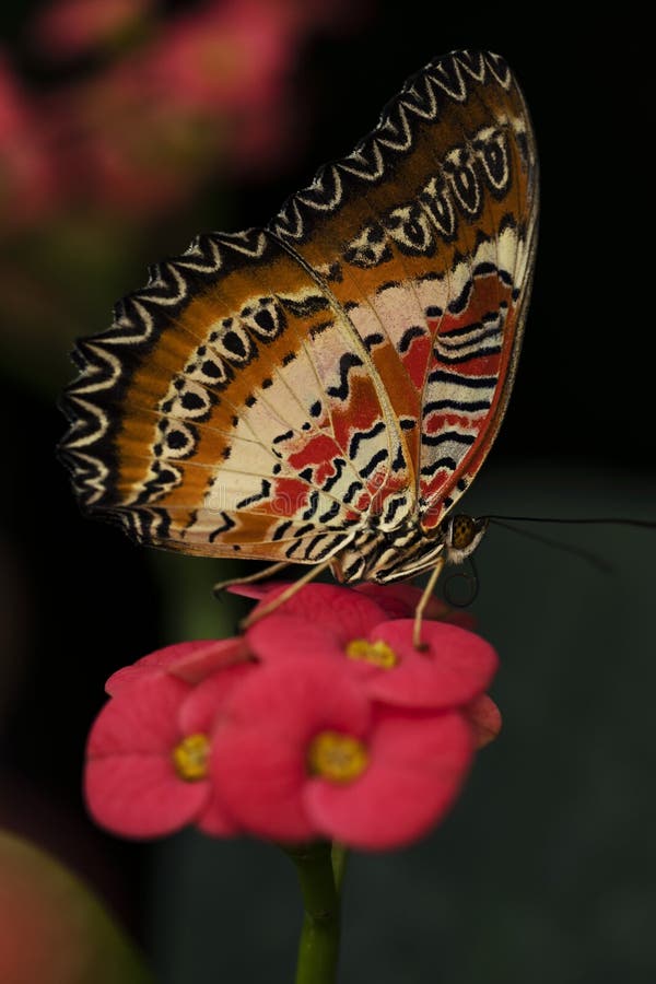 Red Lacewing Butterfly stock photo. Image of biblis - 265252964