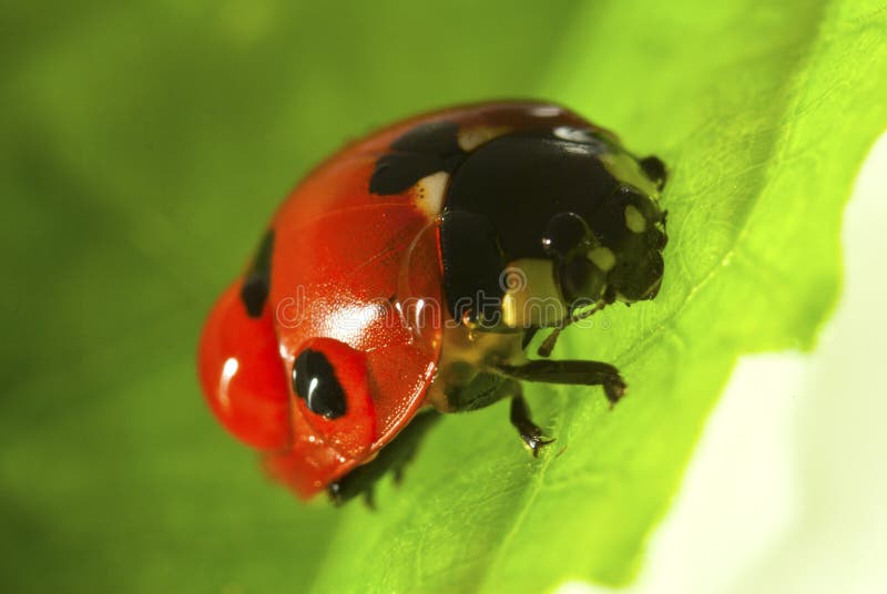 Red Lady Bug stock photo. Image of beetle, metaphor, coccinellidae ...