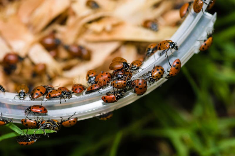 Red Lady Bug beetles stock photo. Image of coccinellidae - 44264924
