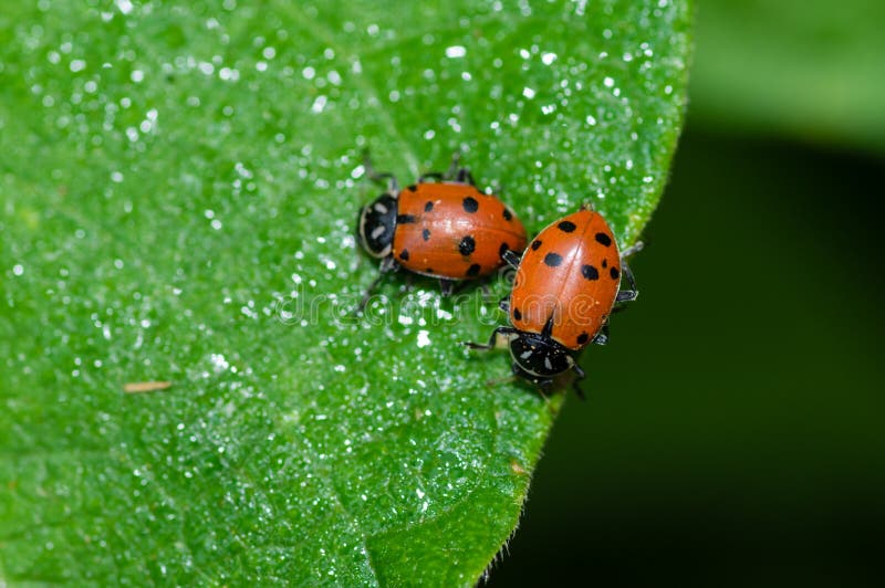 Red Lady Bug Beetles Feeding on a Leaf Stock Image - Image of garden ...