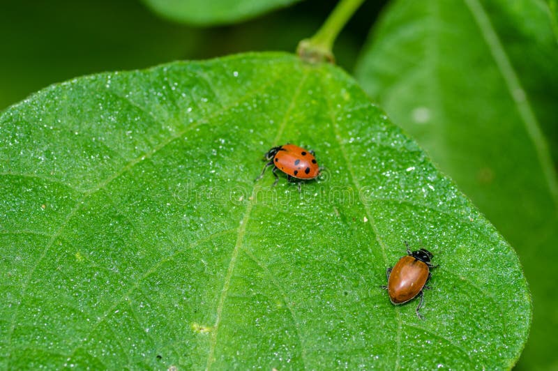 Red Lady Bug Beetles Feeding on a Leaf Stock Image - Image of insects ...