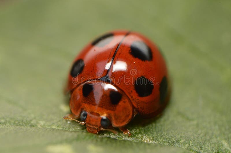 Red Lady Bug on the Green Leave Stock Photo - Image of leave, lady ...