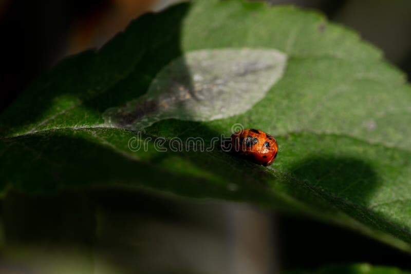 Red Lady Bug on a Leaf stock photo. Image of nature - 226022824