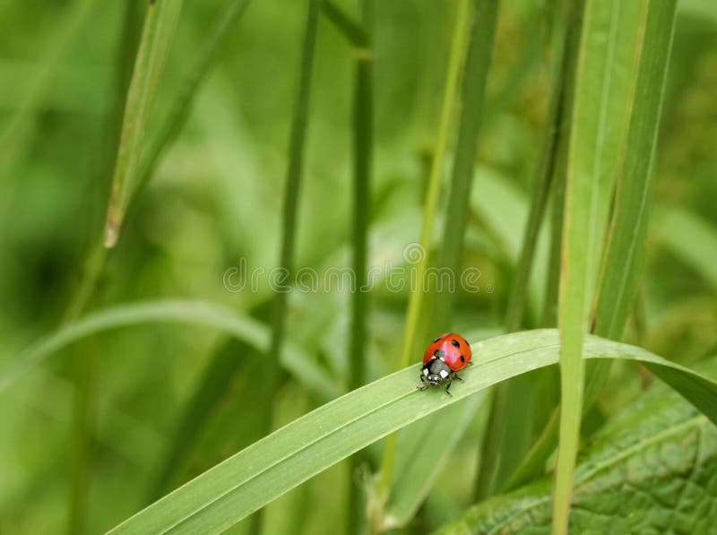 Red lady bug stock photo. Image of ladybird, outdoor - 157804096